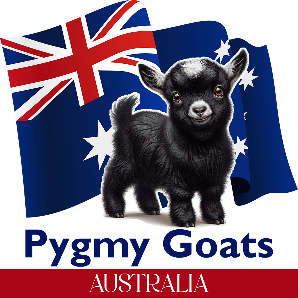 How to Follow - Pygmy Goats Australia Podcast